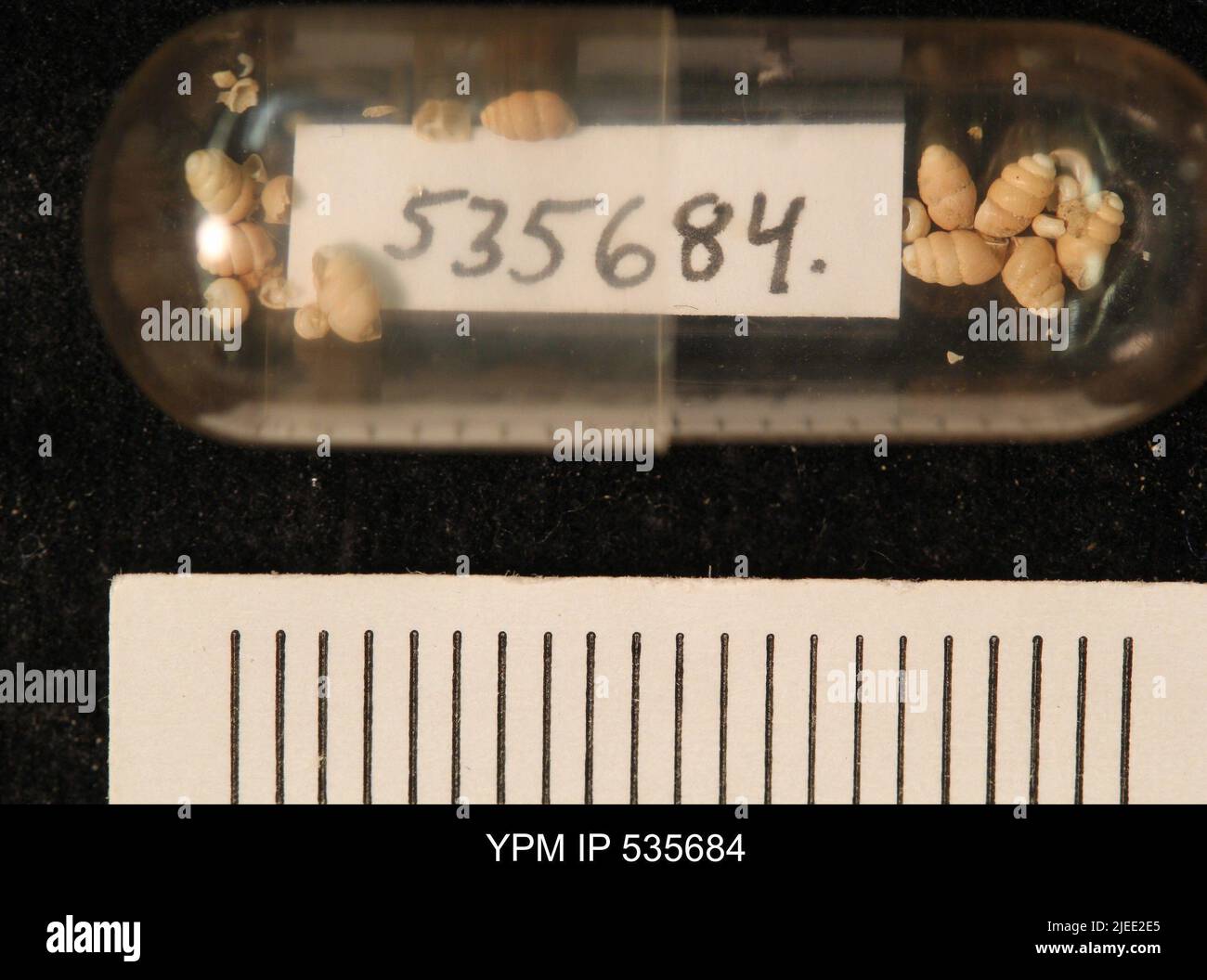 Pupa shell hi-res stock photography and images - Alamy