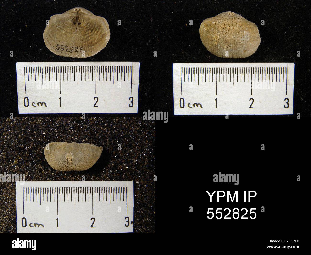 1844 animalia hi-res stock photography and images - Alamy