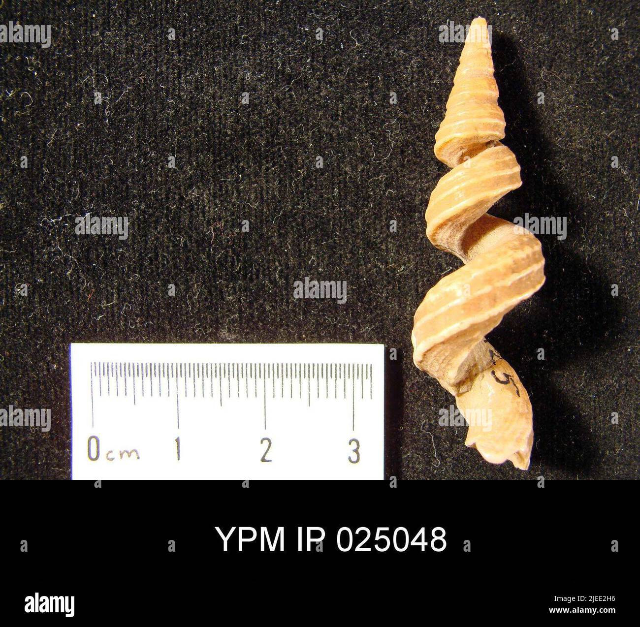 Siliquaria hi-res stock photography and images - Alamy