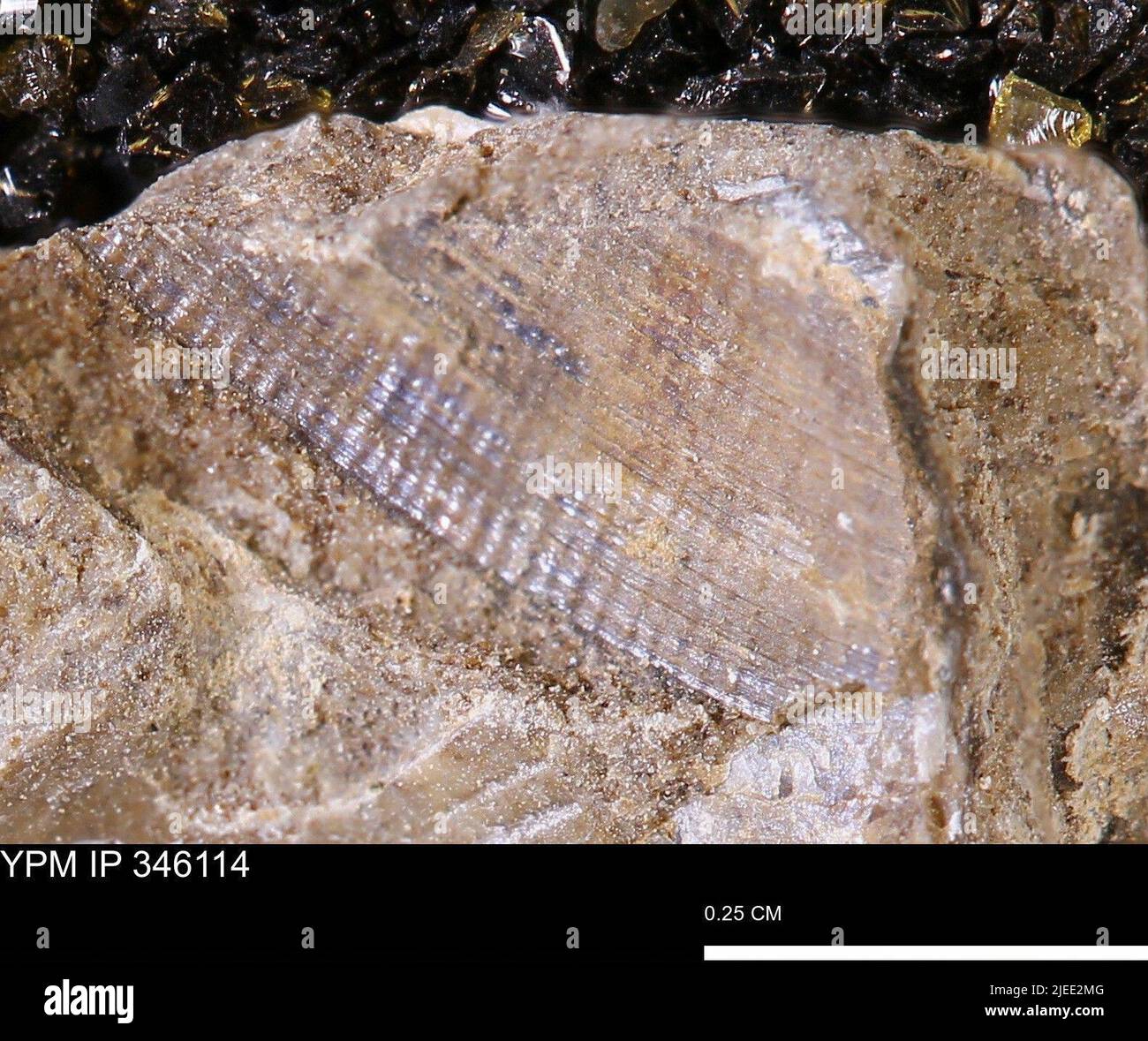 Undet bivalvia animalia hi-res stock photography and images - Alamy