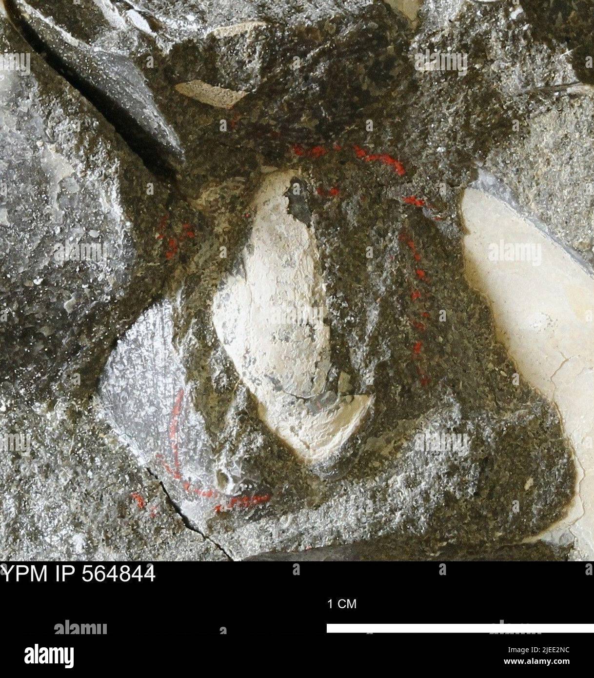 Bivalvia morphology hi-res stock photography and images - Alamy