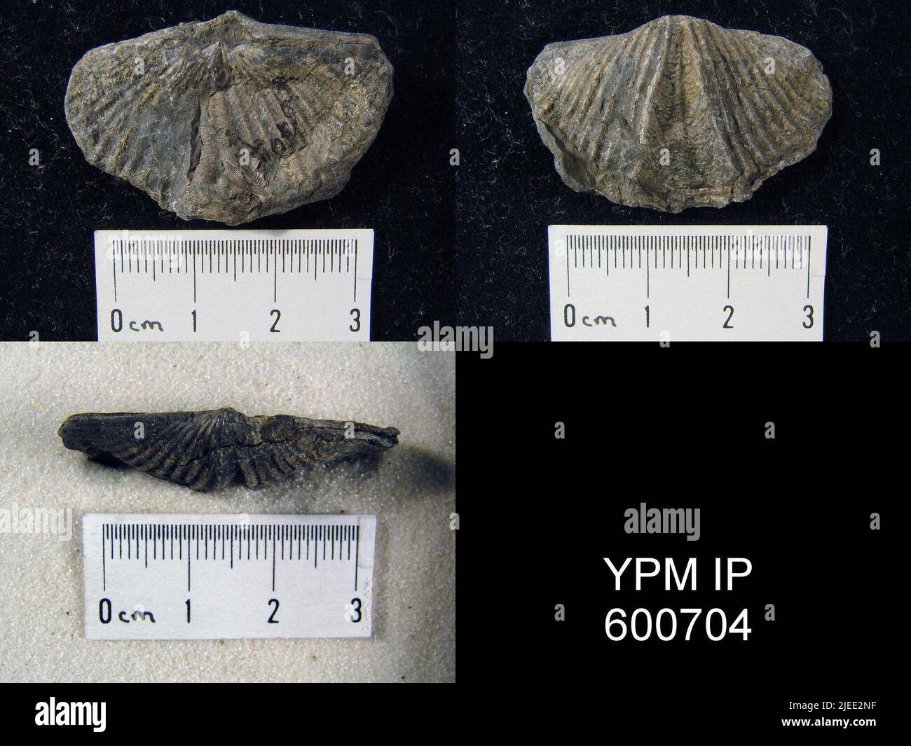 Mucrospirifer mucronatus animalia hi-res stock photography and images ...