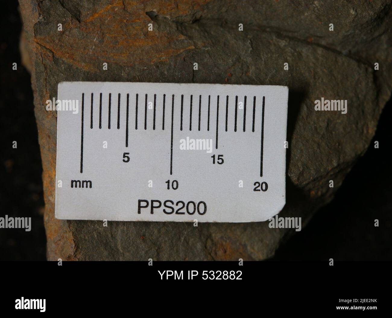 Conulariid fossils hi-res stock photography and images - Alamy