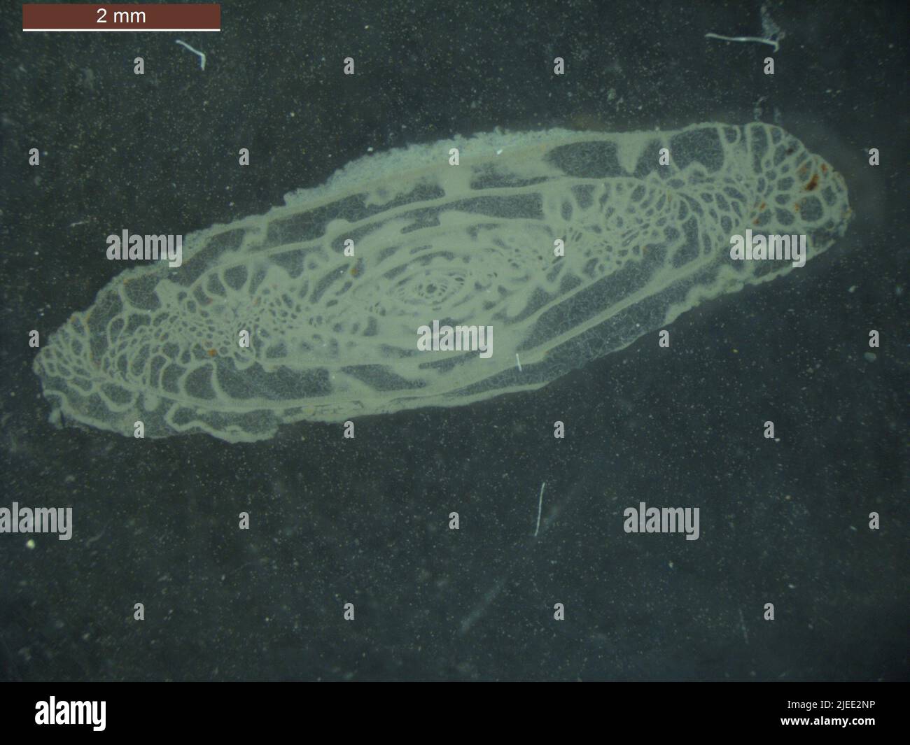 Ohioensis hi-res stock photography and images - Alamy