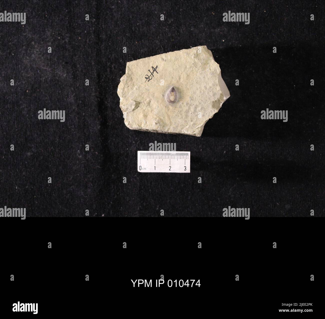 Obolus chinensis animalia hi-res stock photography and images - Alamy