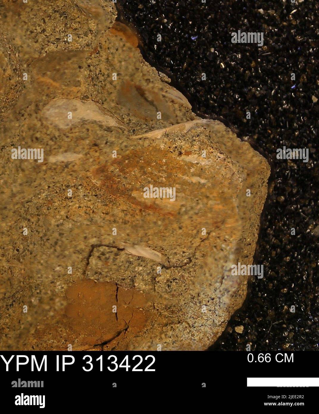 Corbicula sp hi-res stock photography and images - Alamy