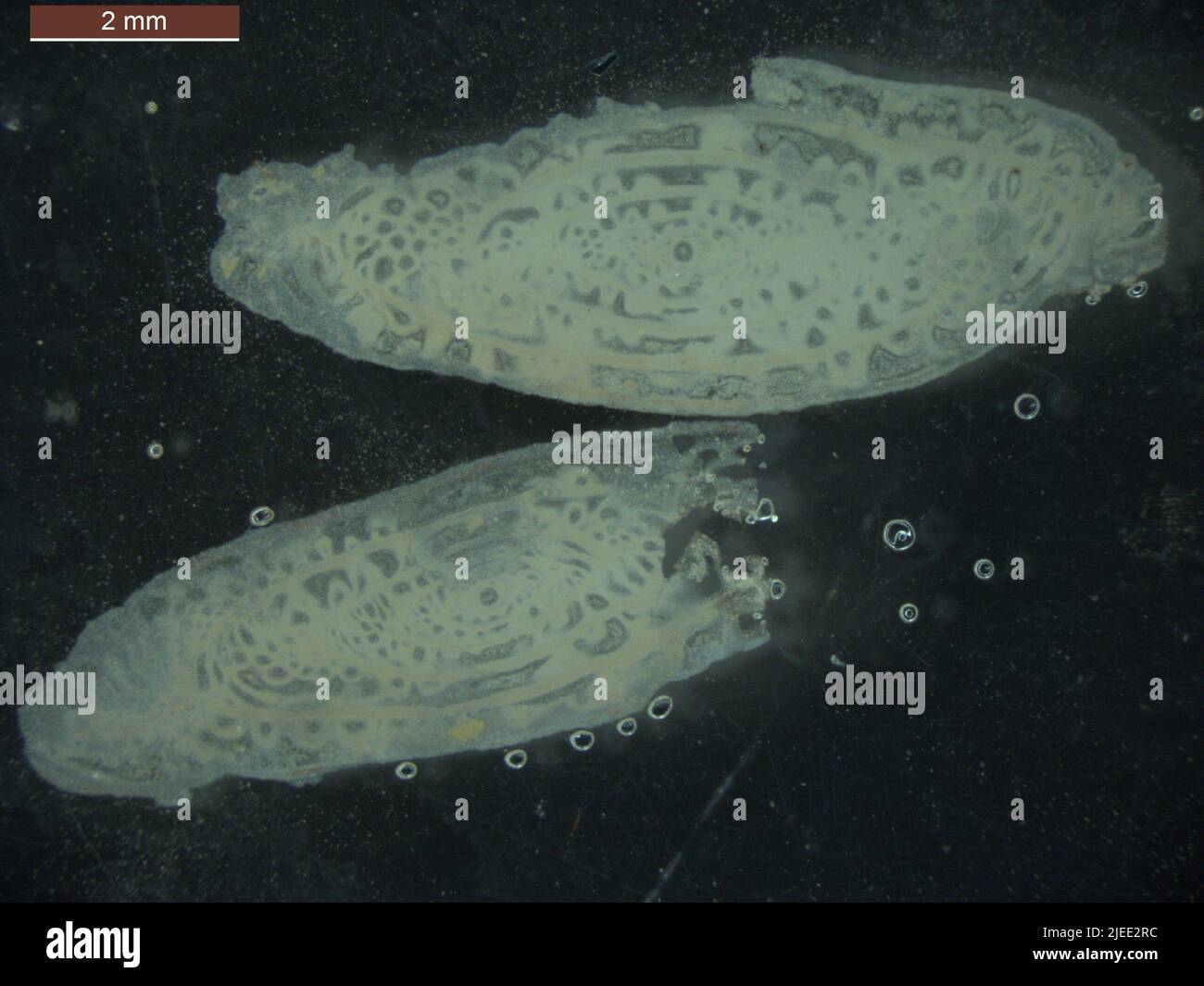 Triticites uddeni Dunbar & Skinner Stock Photo - Alamy