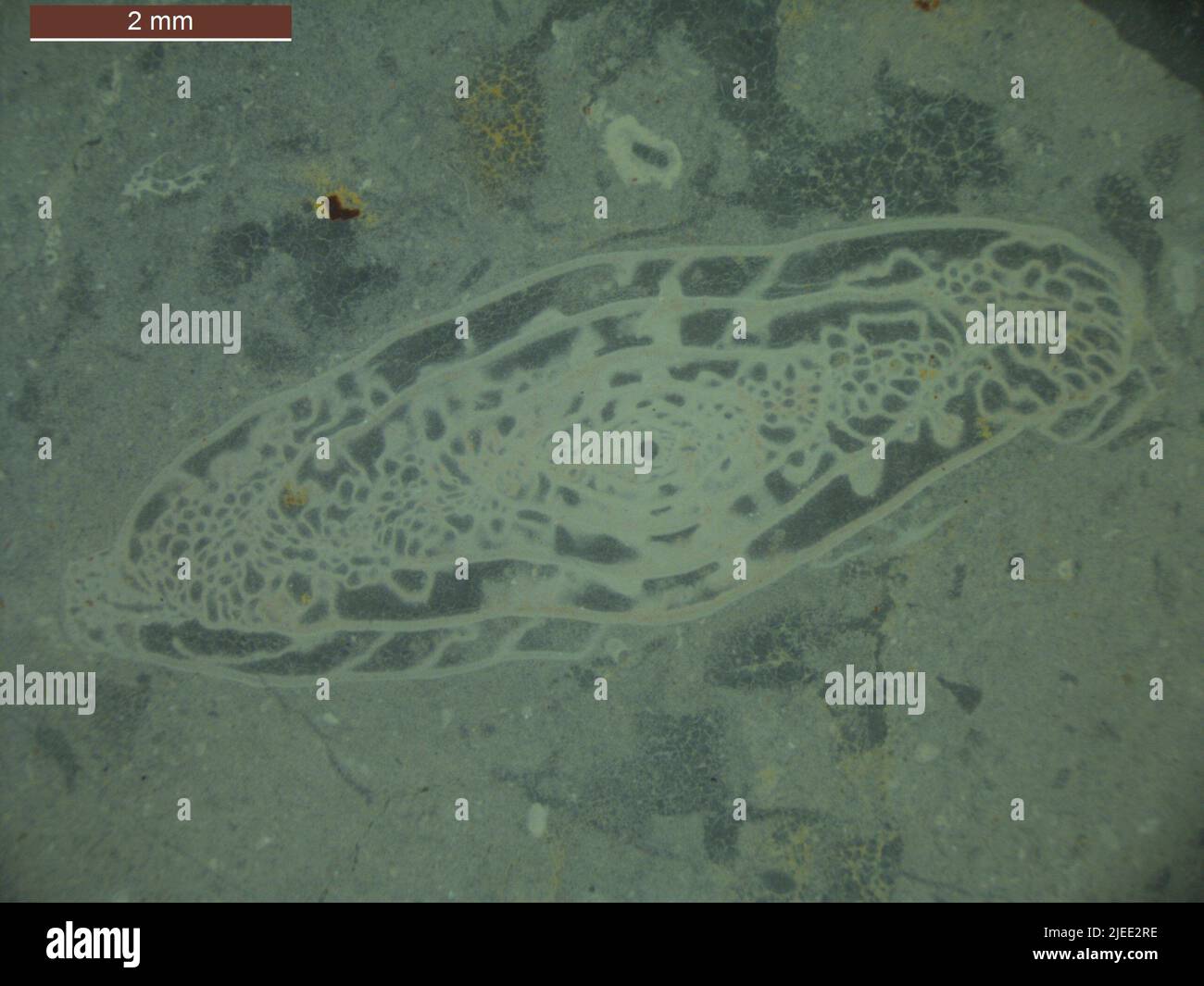 Foraminiferan shell hi-res stock photography and images - Alamy