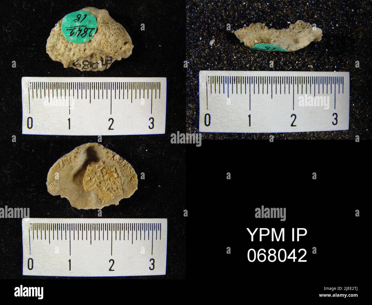 Schuchertella subplanus romeri Stock Photo - Alamy