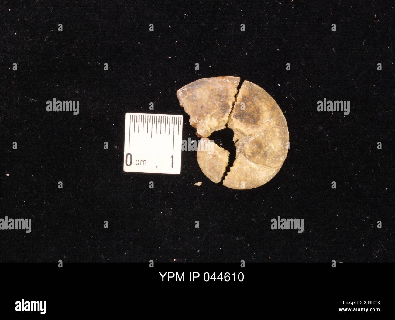 Sphenodiscus lenticularis owen animalia hi-res stock photography and ...