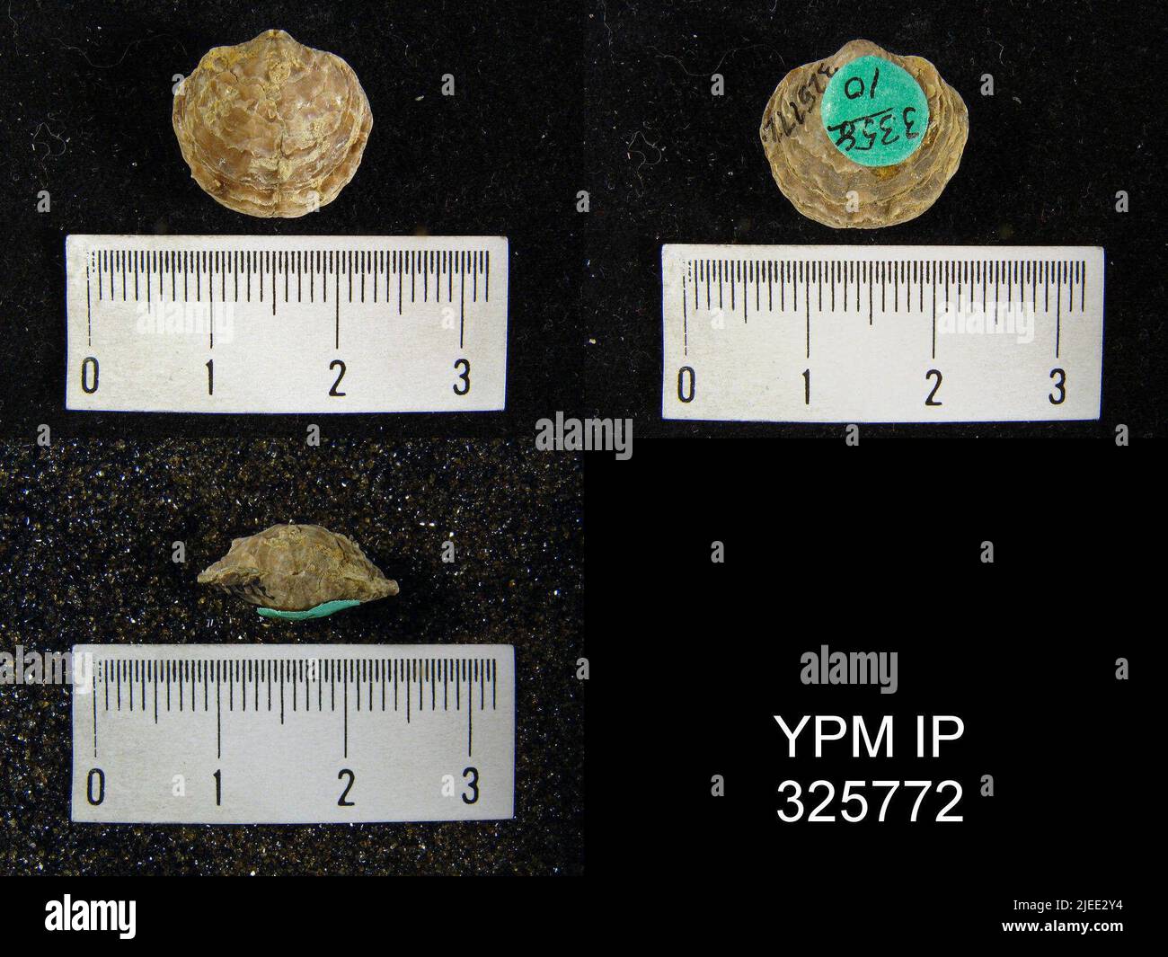 Atrypa hystrix occidentalis hall hi-res stock photography and images ...