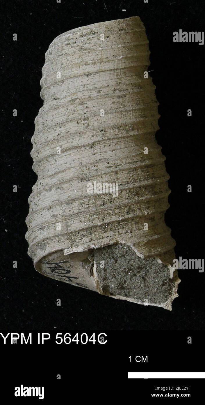 Turritella sp animalia hi-res stock photography and images - Alamy