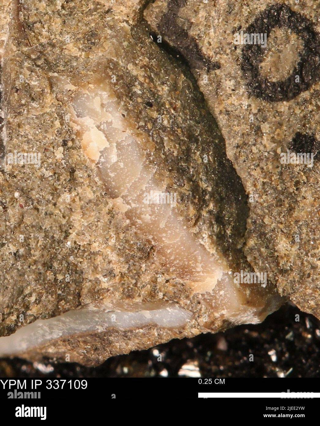 Molluscan exoskeletons hi-res stock photography and images - Alamy