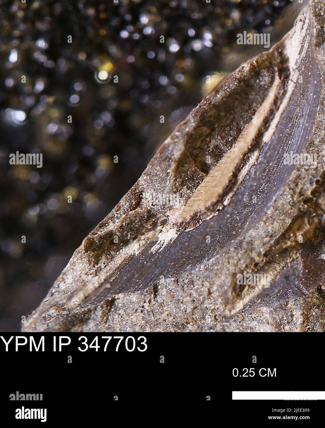 Undet bivalvia animalia hi-res stock photography and images - Alamy