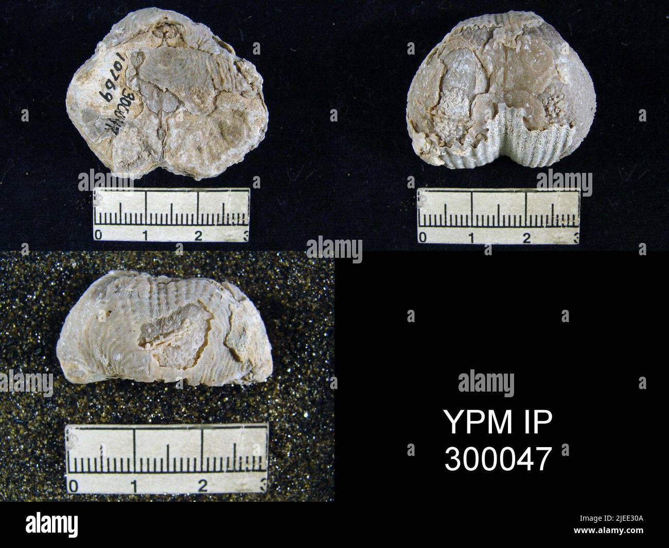 Productus articus Whitfield Stock Photo - Alamy