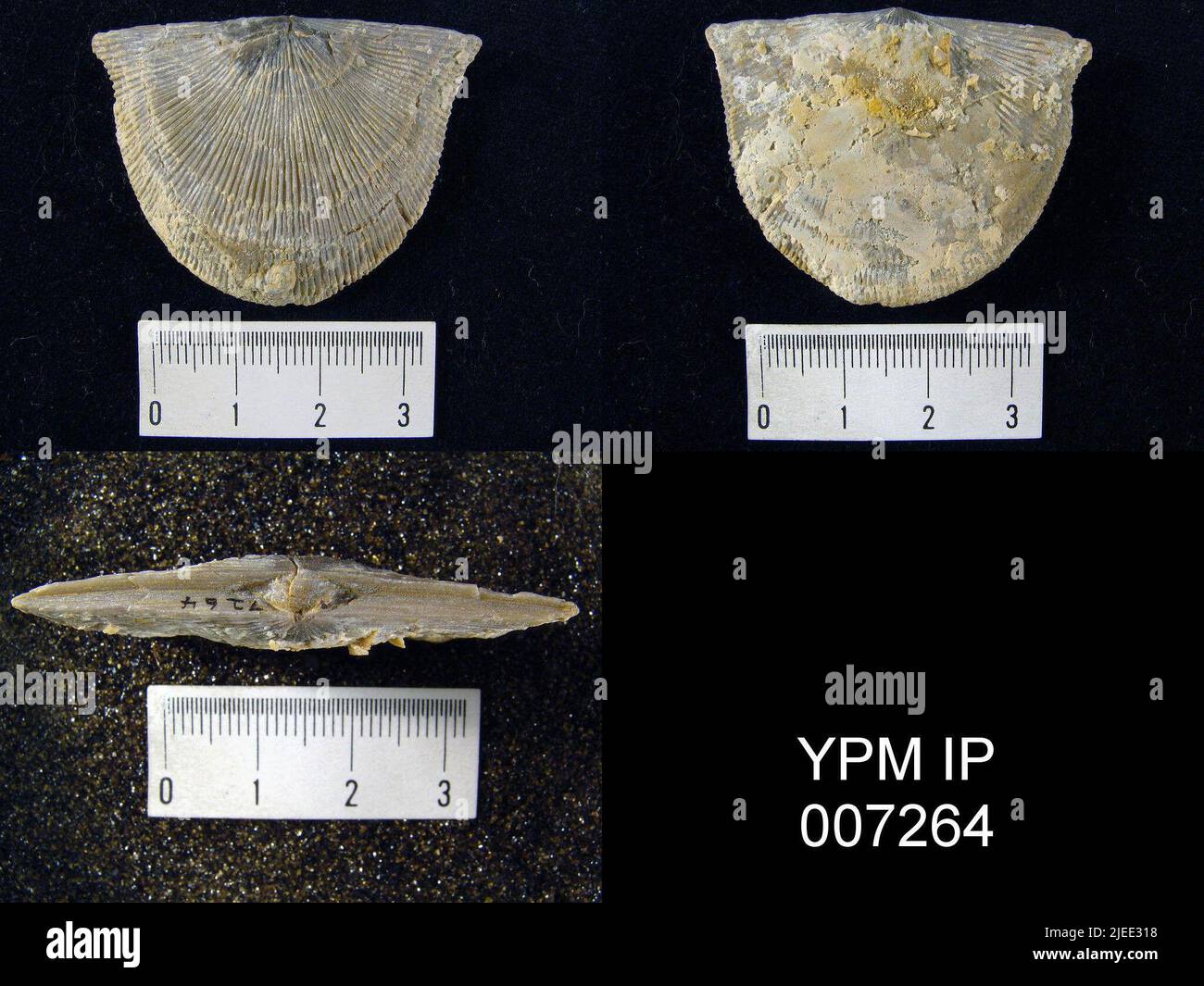 Schuchertella subplana conrad animalia hi-res stock photography and ...