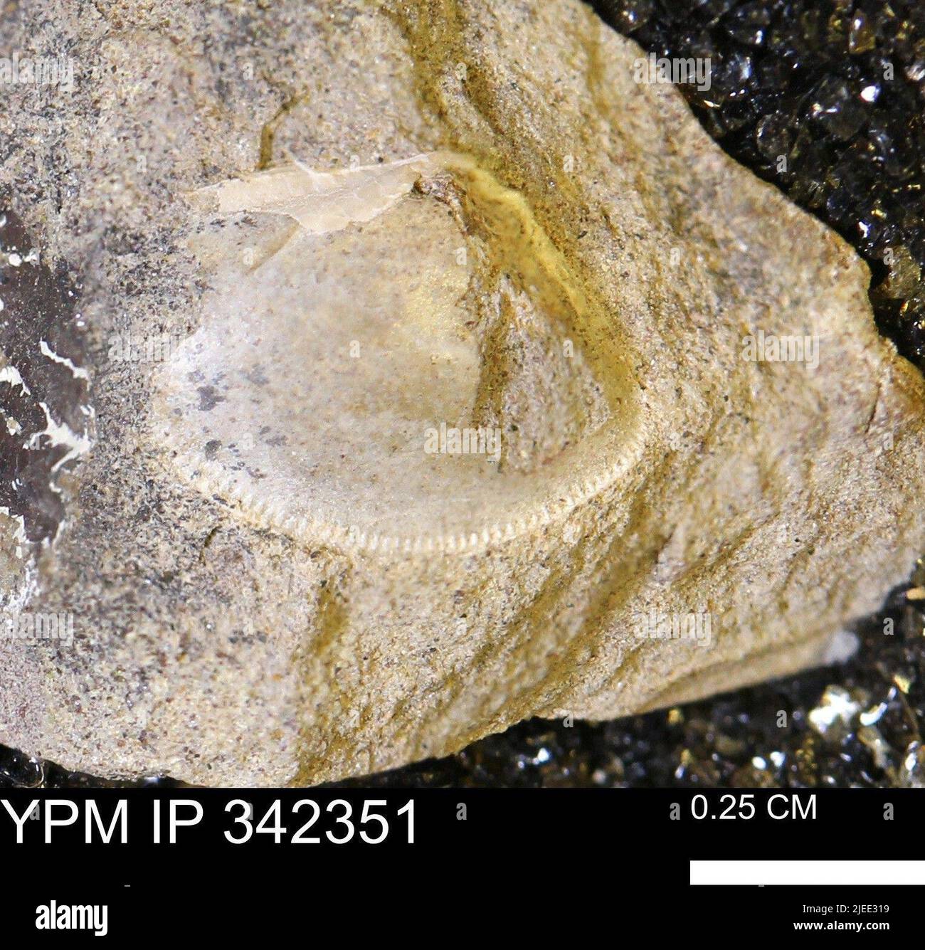 Nucula shell hi-res stock photography and images - Alamy