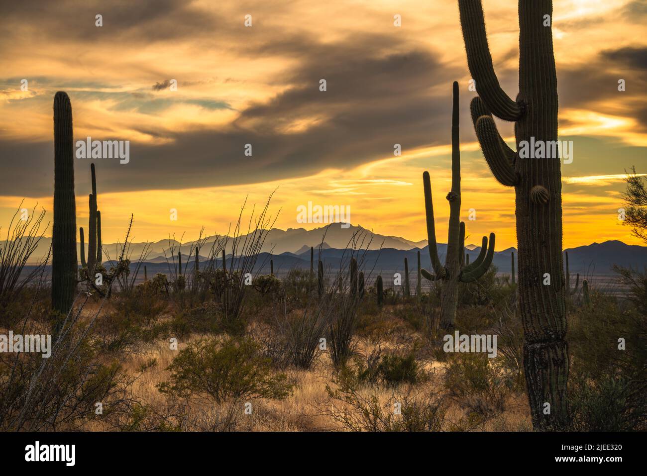 Tucson Arizona Saguaro National Park. Vibrant desert sunset Stock Photo ...