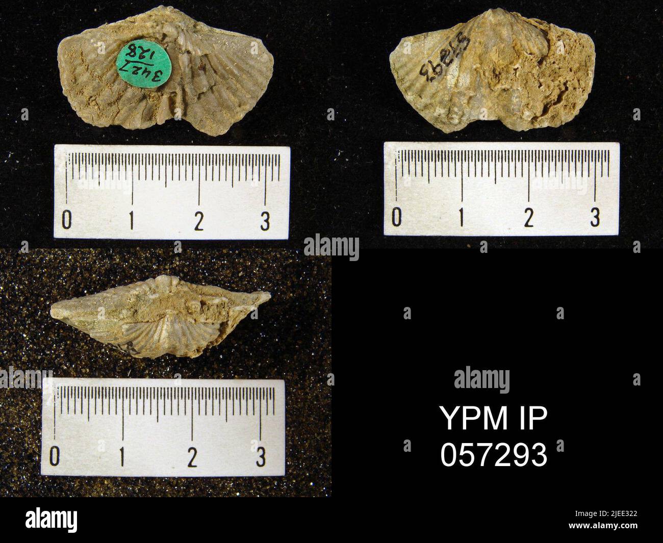 Spirifer cyclopterus animalia hi-res stock photography and images - Alamy