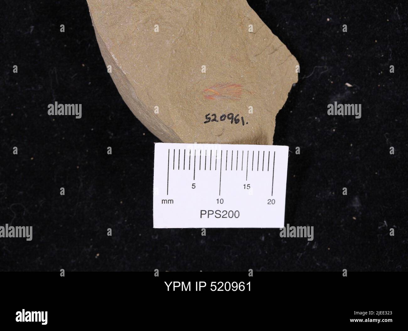 Pirania sp animalia hi-res stock photography and images - Alamy