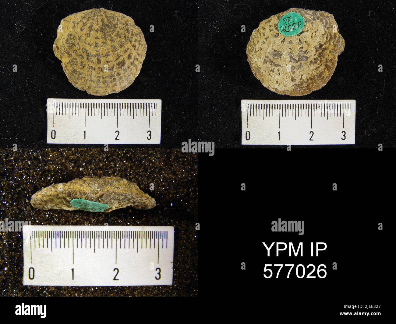 Atrypa aspera animalia hi-res stock photography and images - Alamy