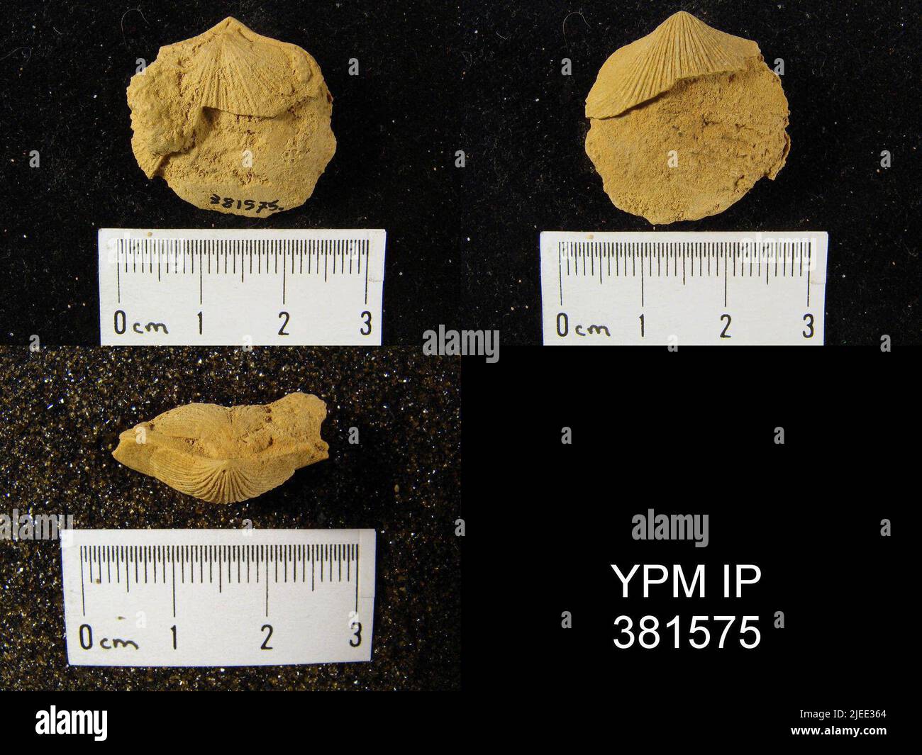 Dalmanella perelegans hall hi-res stock photography and images - Alamy