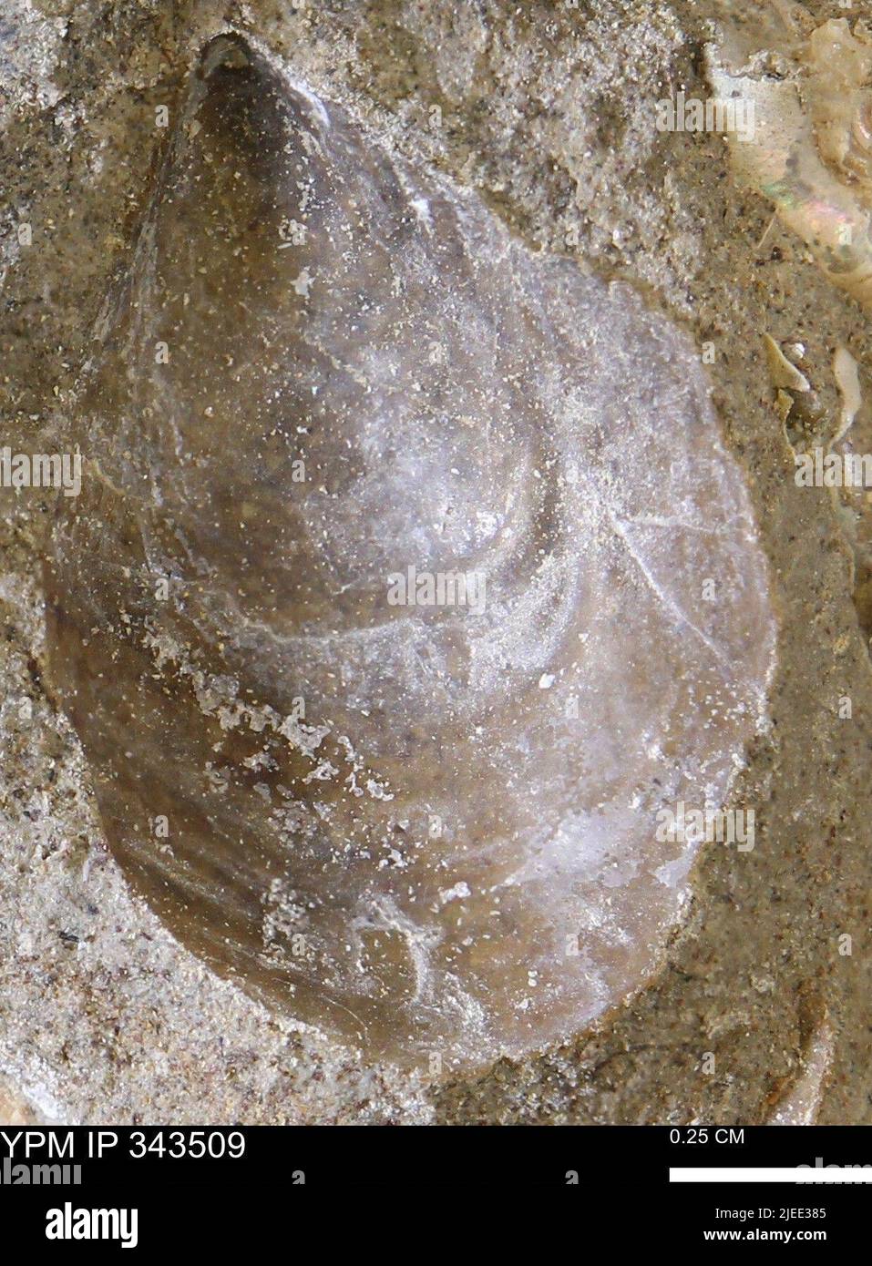 Crenella hi-res stock photography and images - Alamy