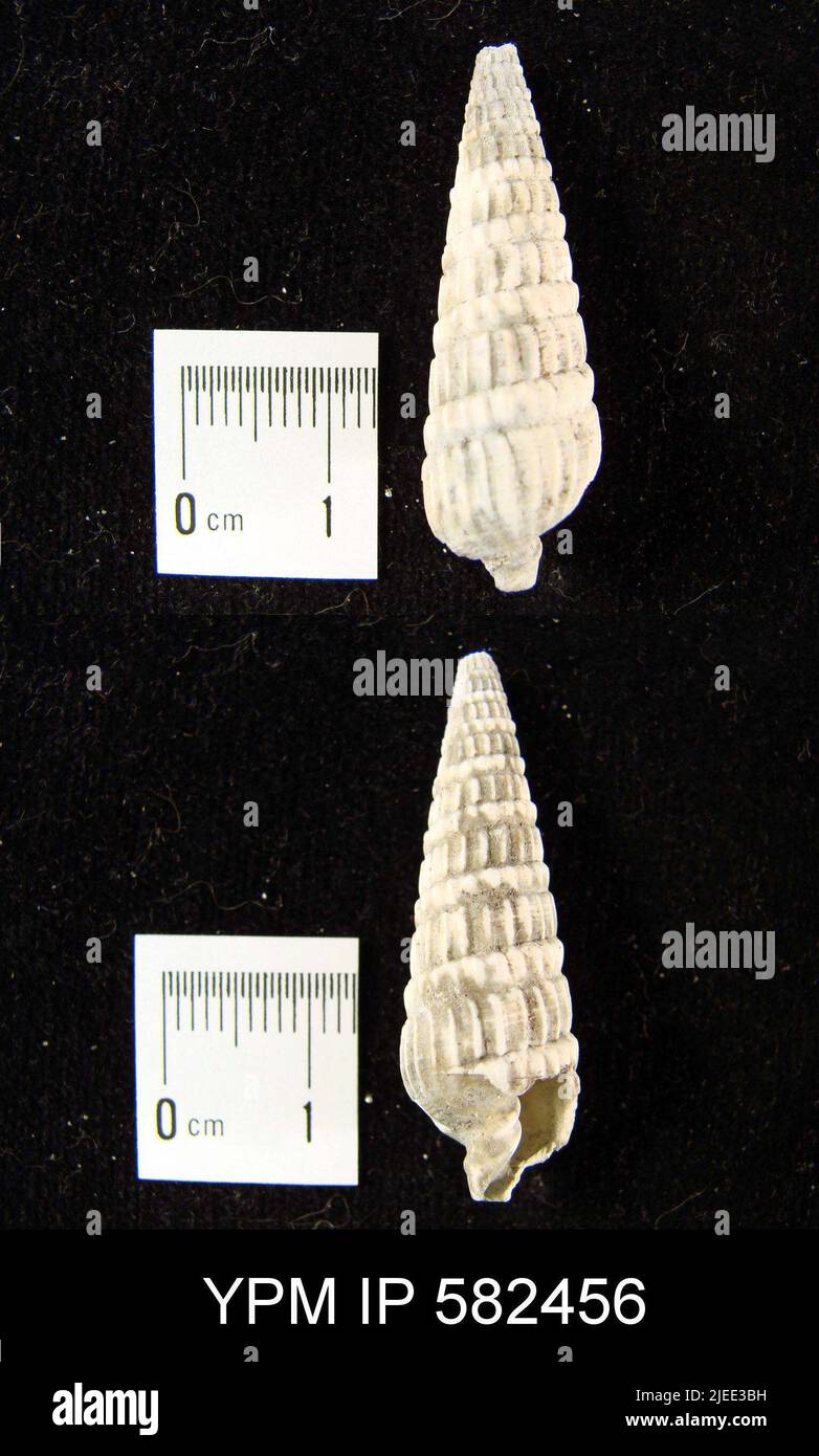 Terebra hi-res stock photography and images - Alamy