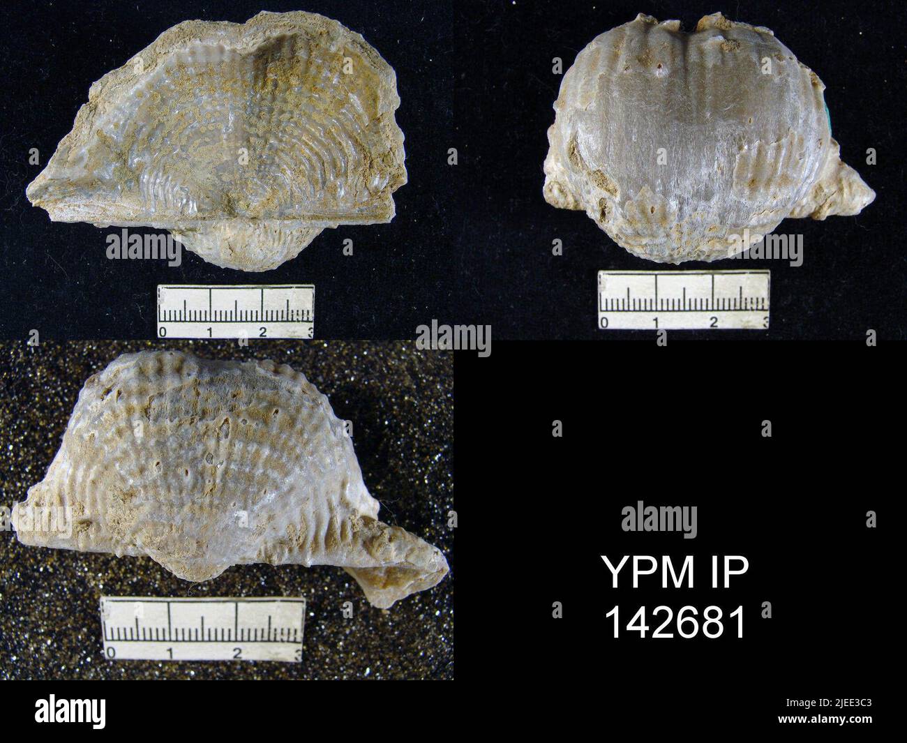 Productus (Dictyoclostus) indicus Stock Photo - Alamy