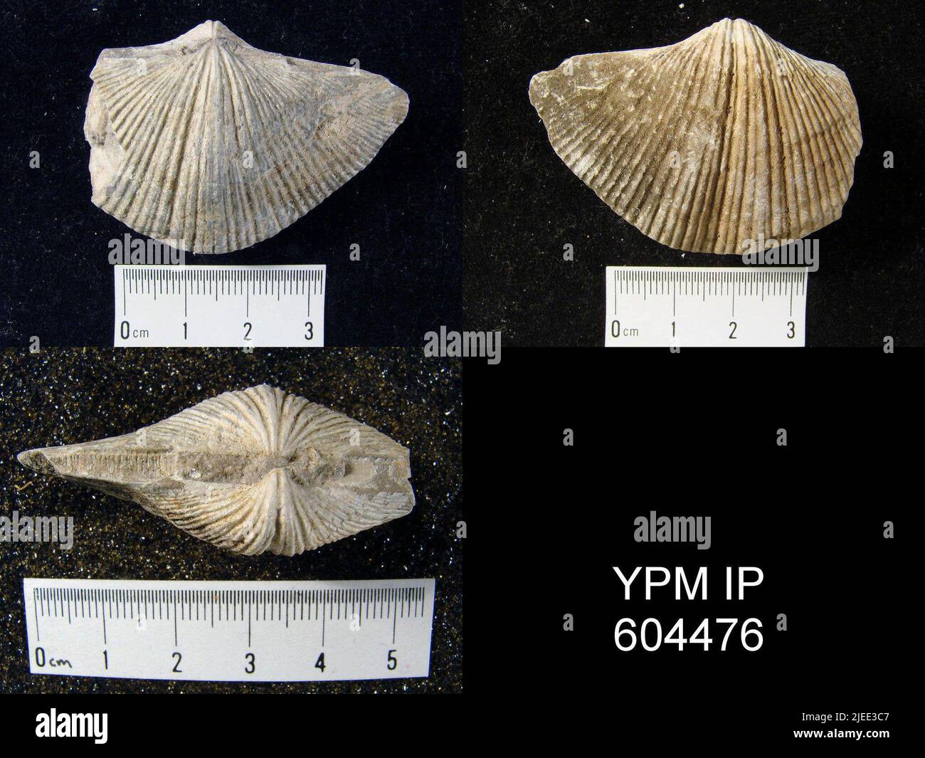 Spirifer sp hi-res stock photography and images - Alamy