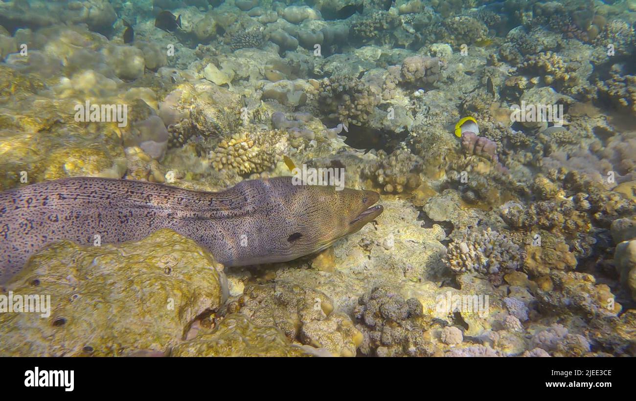 Red Sea, Egypt. 26th June, 2022. Close up of Moray eel swims over top ...