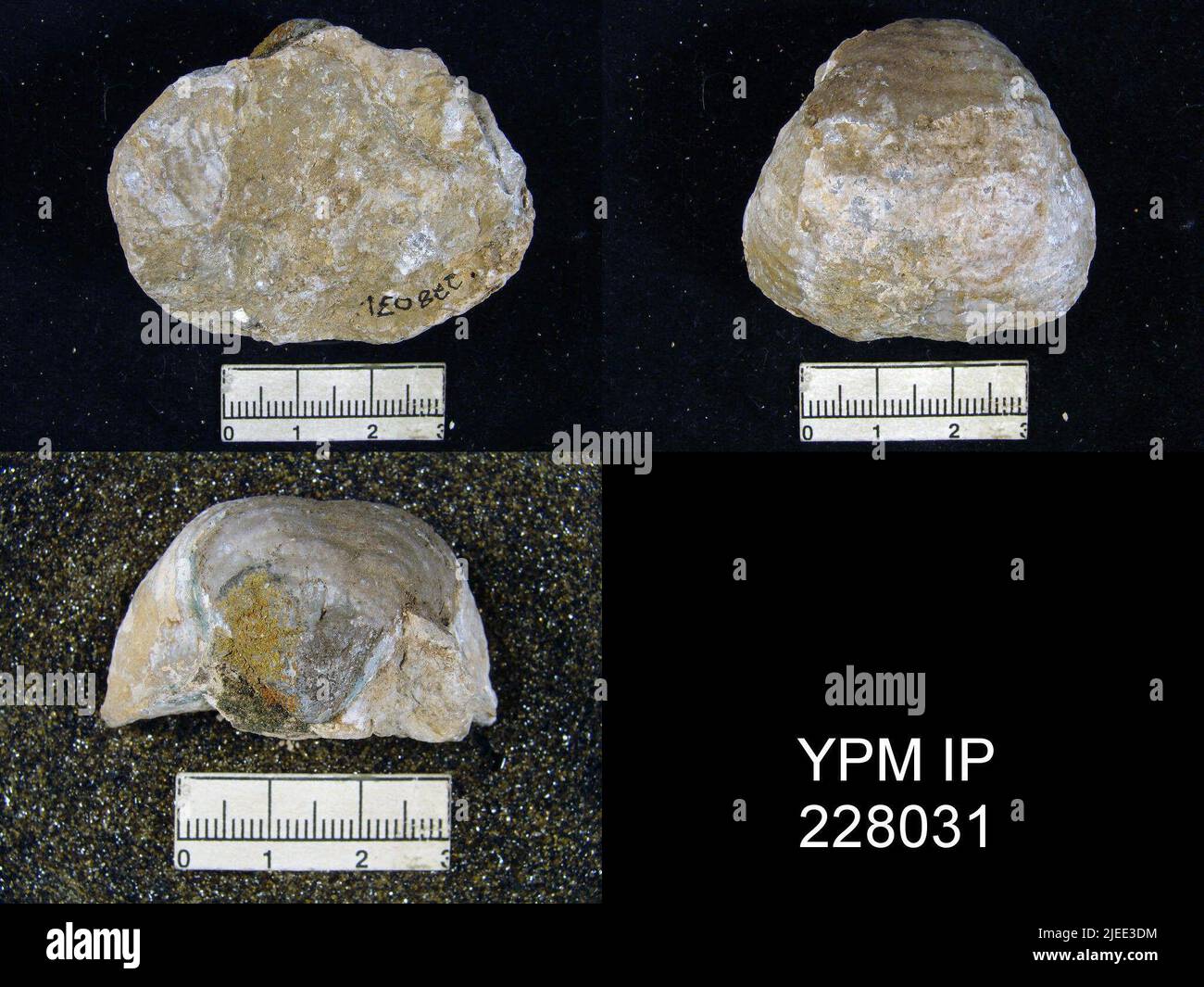 Echinoconchus semipunctatus knighti Stock Photo - Alamy