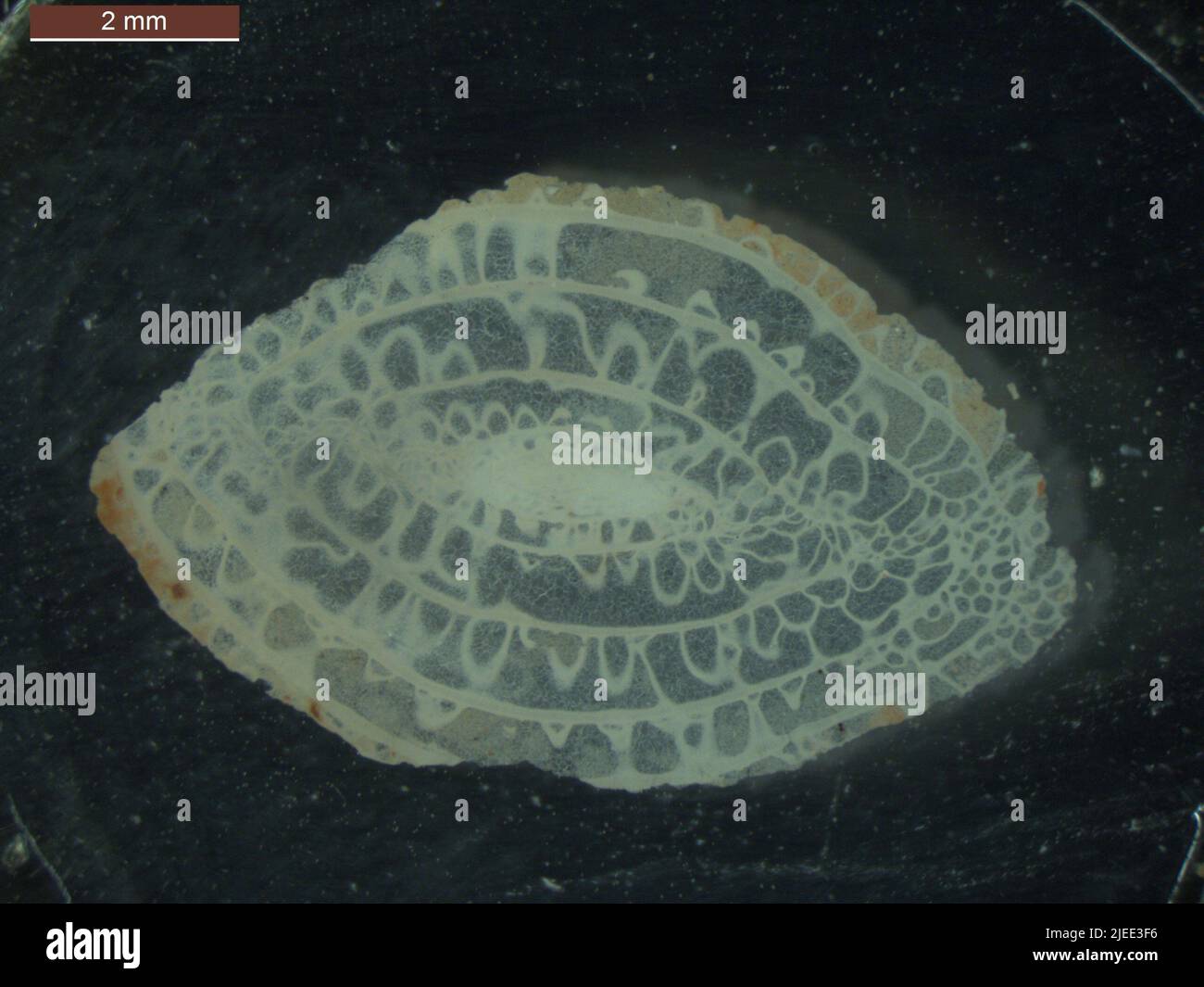 Paraschwagerina gigantea (White Stock Photo - Alamy