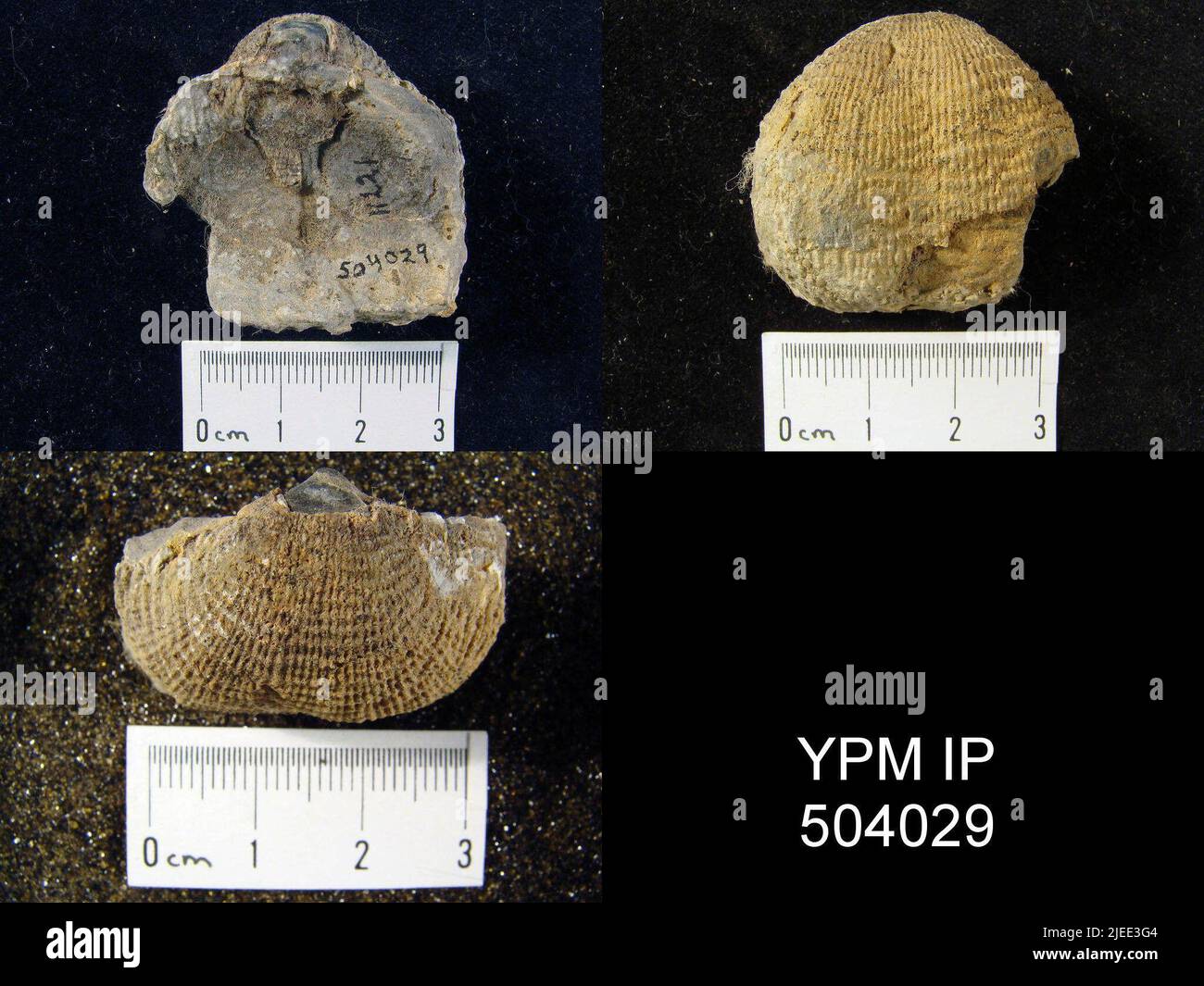 Dictyoclostus sp animalia hi-res stock photography and images - Alamy