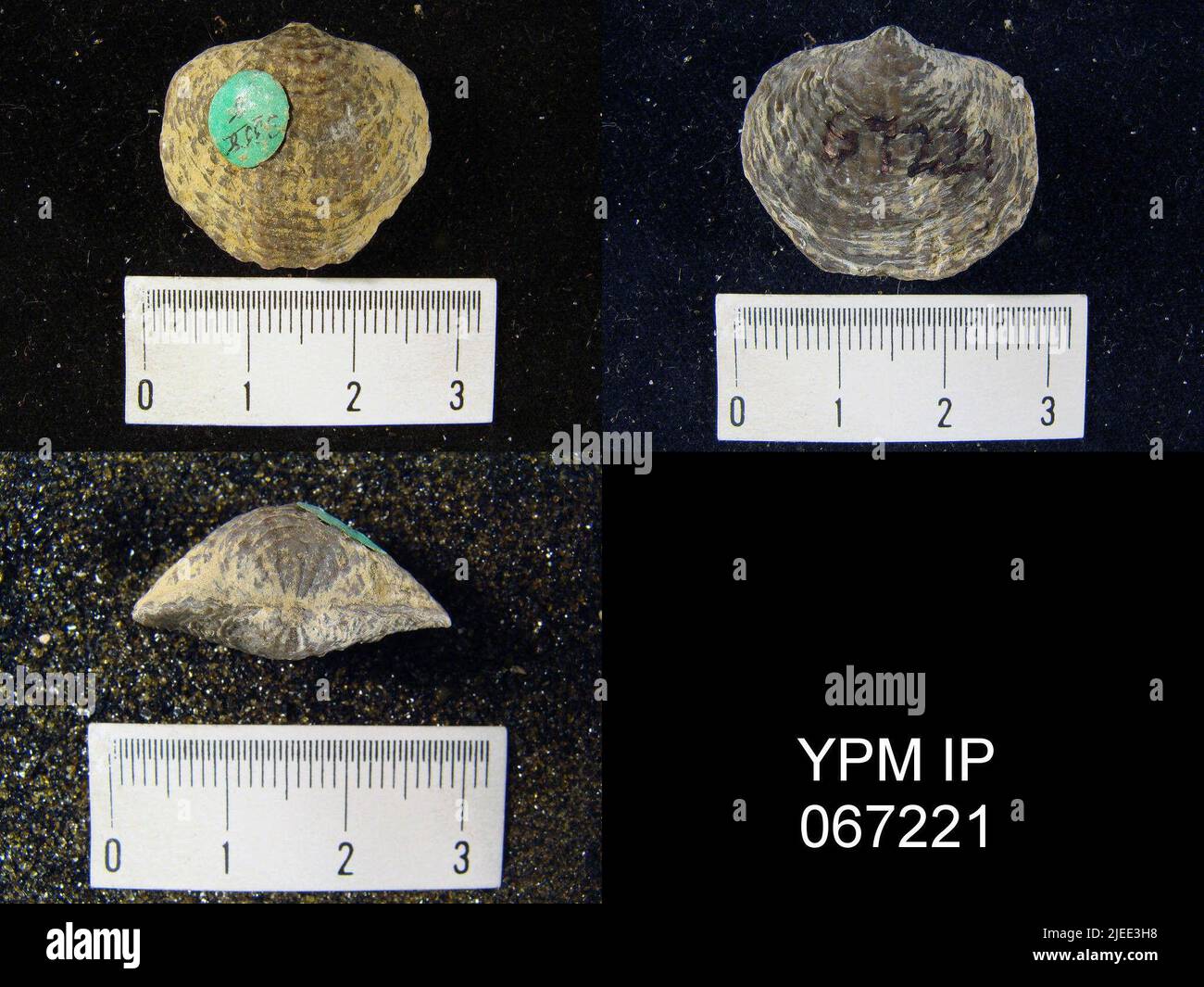 Atrypa occidentalis animalia hi-res stock photography and images - Alamy