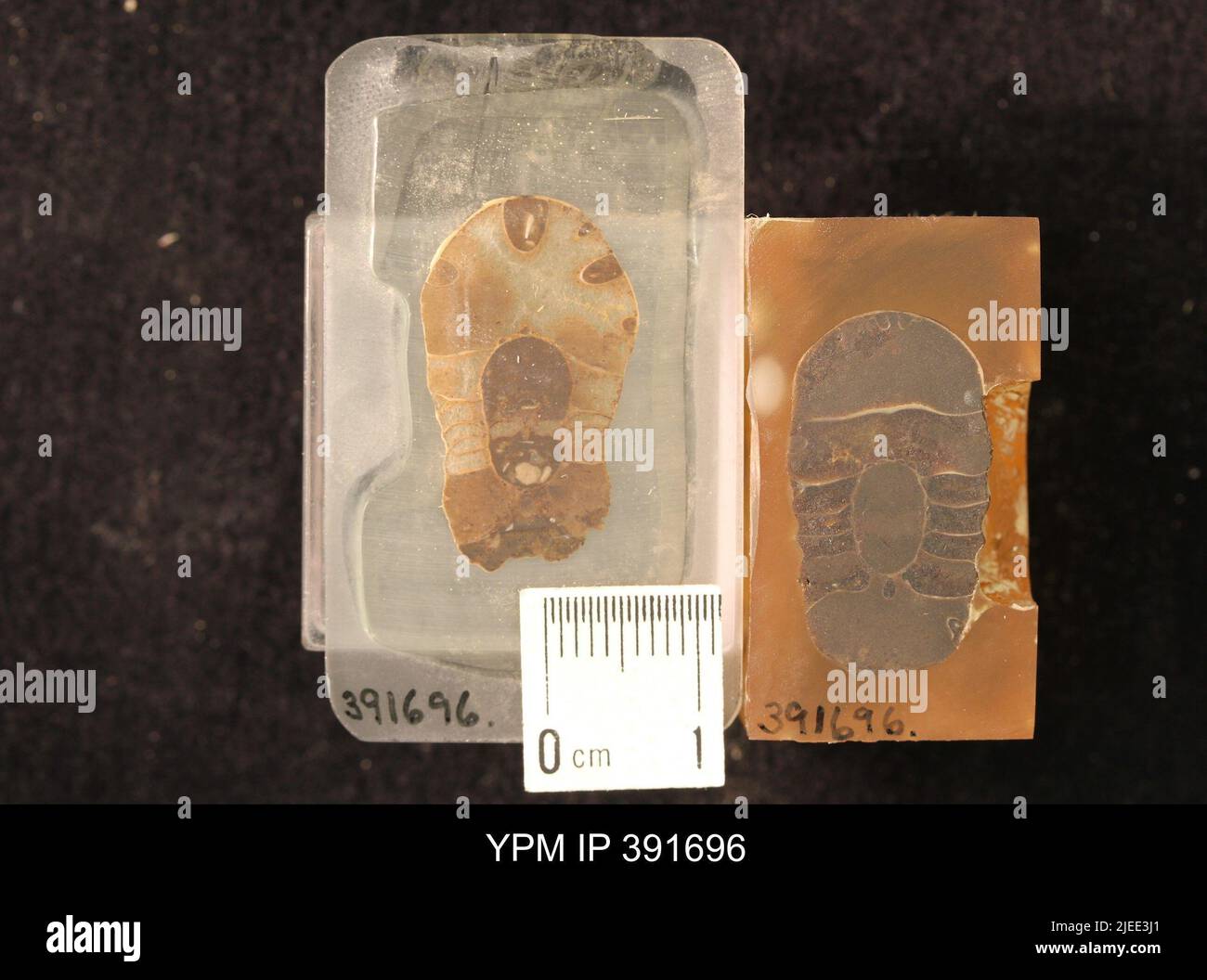 1951 animalia hi-res stock photography and images - Alamy