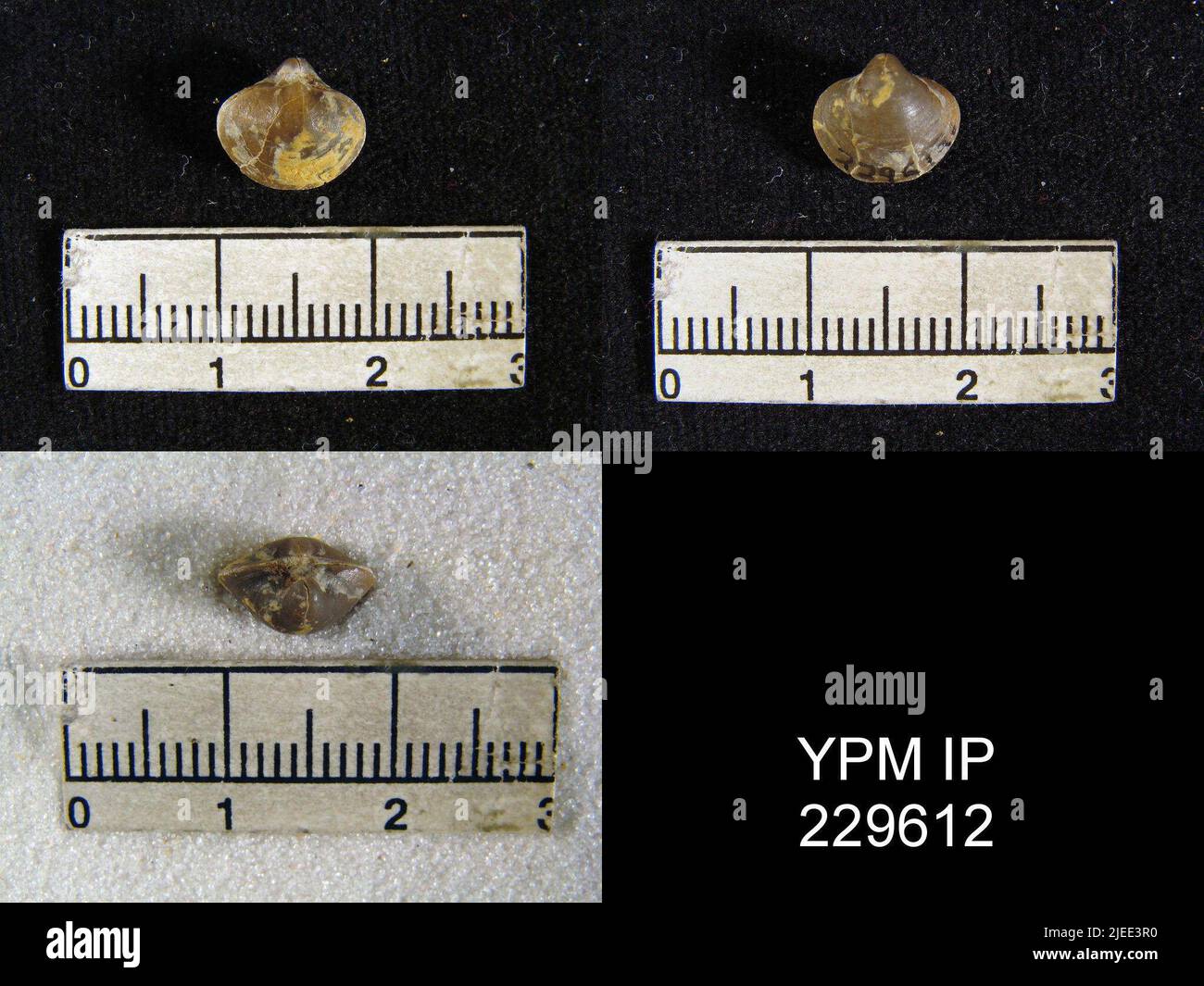 Squamularia perplexa (McChesney Stock Photo - Alamy