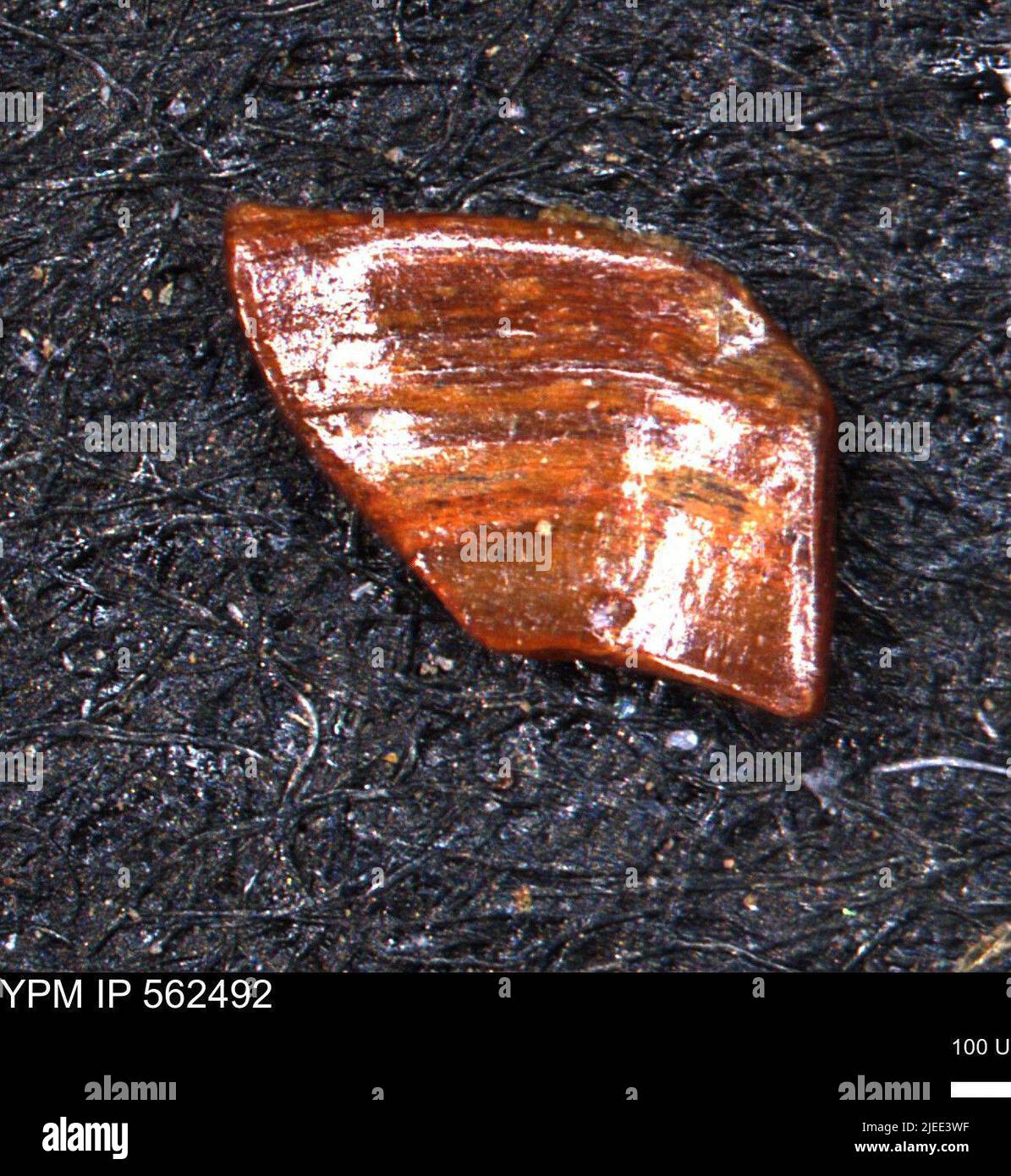 Conodonta conodonts hi-res stock photography and images - Alamy