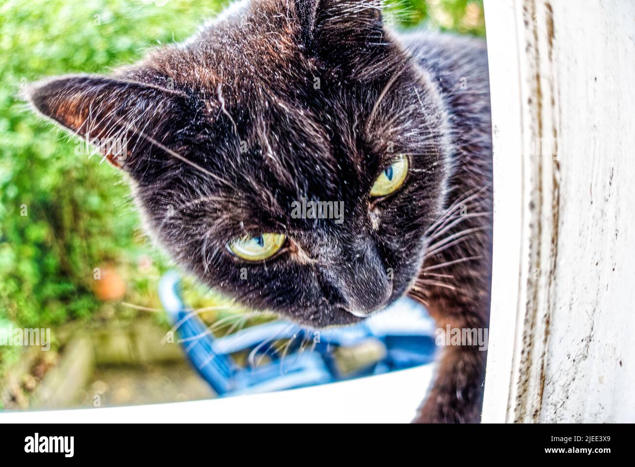 Kater Mufin im Fenster von Garten Stock Photo - Alamy