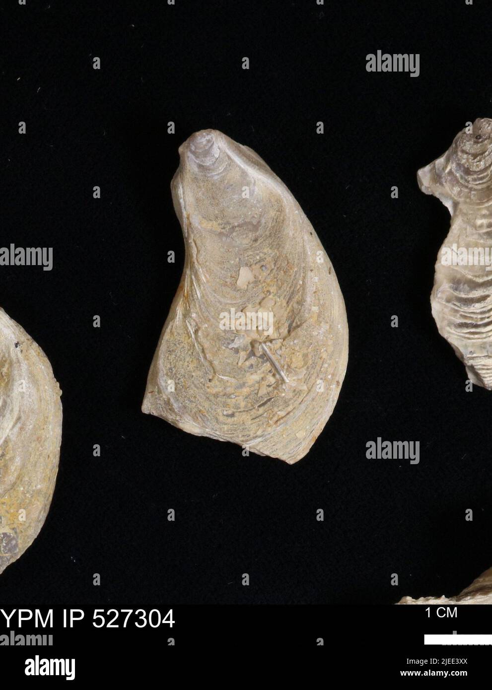 Gryphaea mucronata gabb animalia hi-res stock photography and images ...