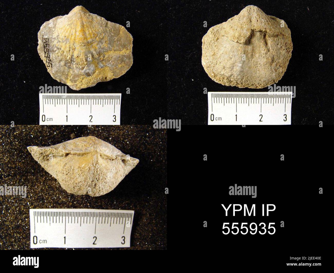 Spirifer sp hi-res stock photography and images - Alamy