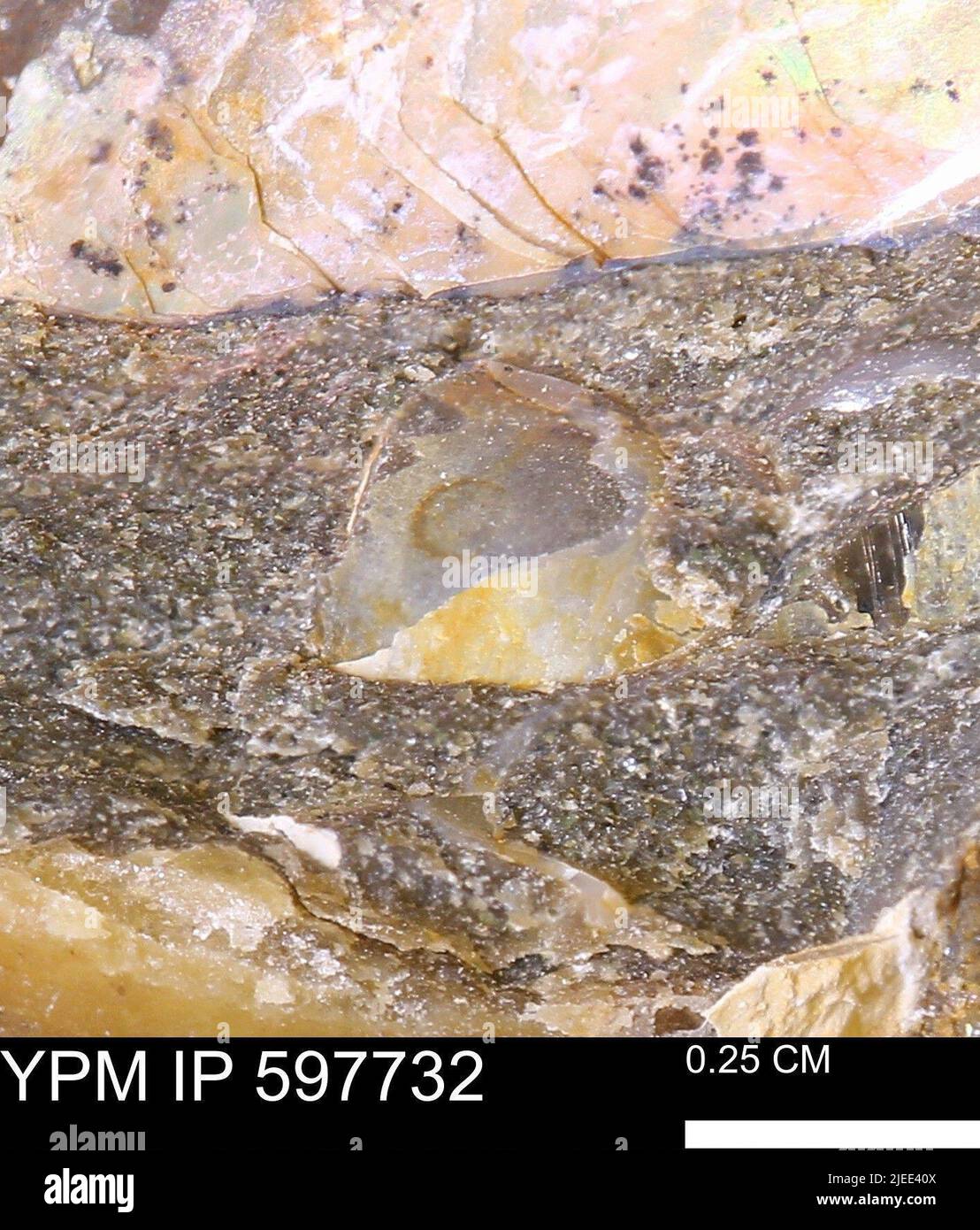Bivalvia morphology hi-res stock photography and images - Alamy