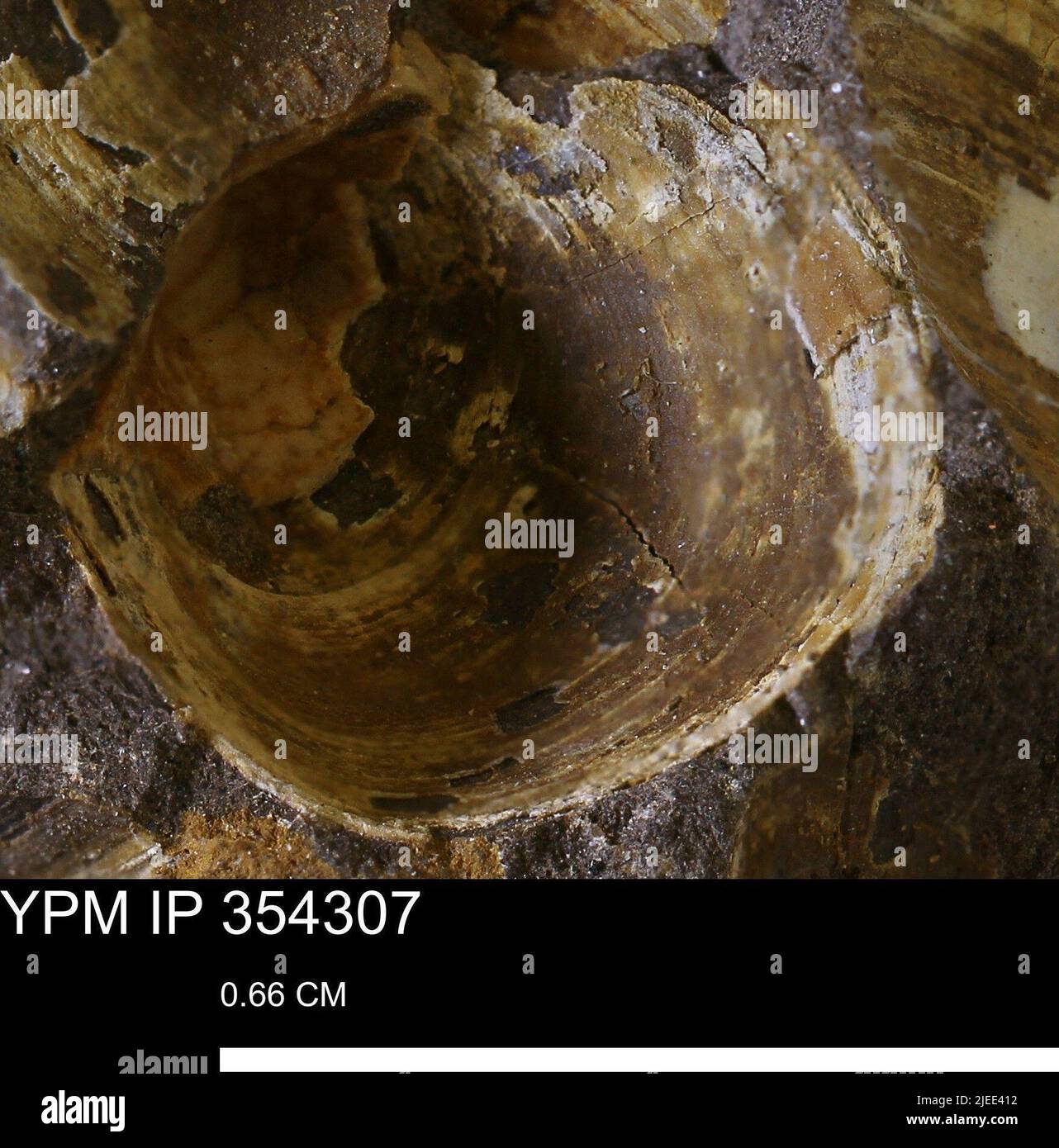 Undet bivalvia animalia hi-res stock photography and images - Alamy