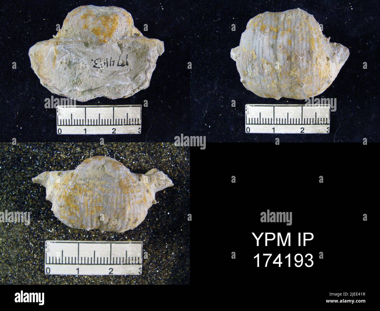 Dictyoclostus sp animalia hi-res stock photography and images - Alamy