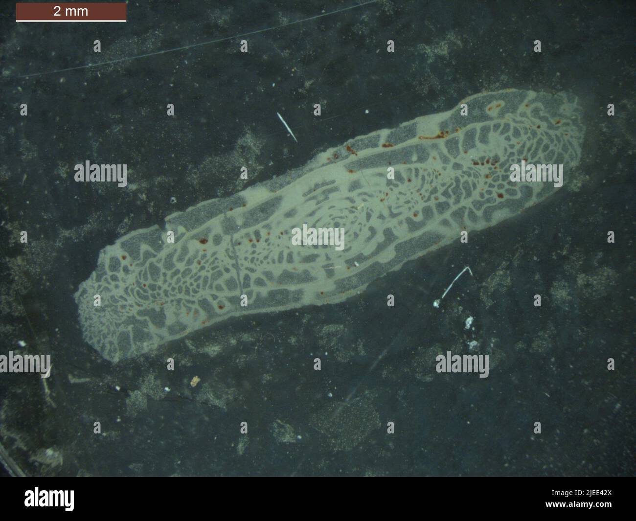 Ohioensis hi-res stock photography and images - Alamy