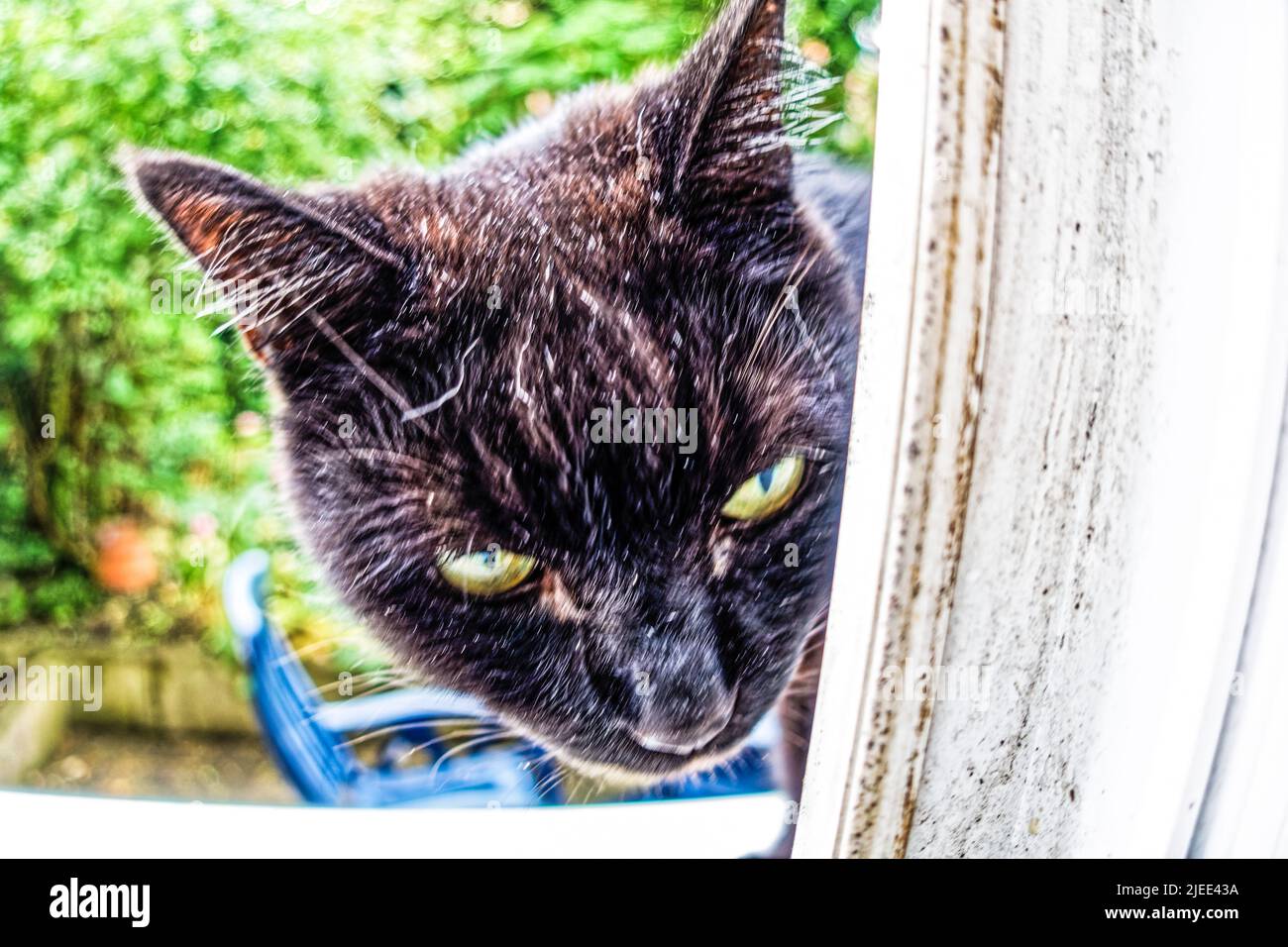 Kater Mufin im Fenster von Garten Stock Photo - Alamy