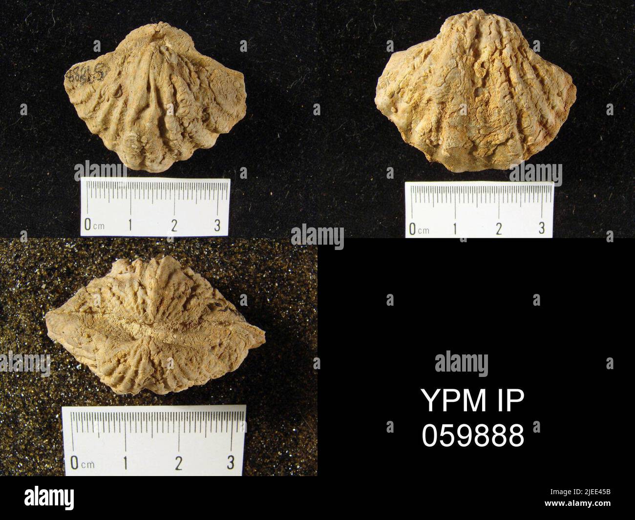 Spirifer sp hi-res stock photography and images - Alamy