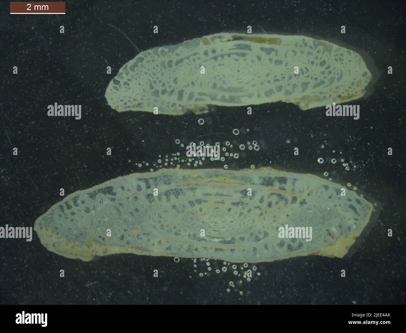 Rhizopo hi-res stock photography and images - Alamy