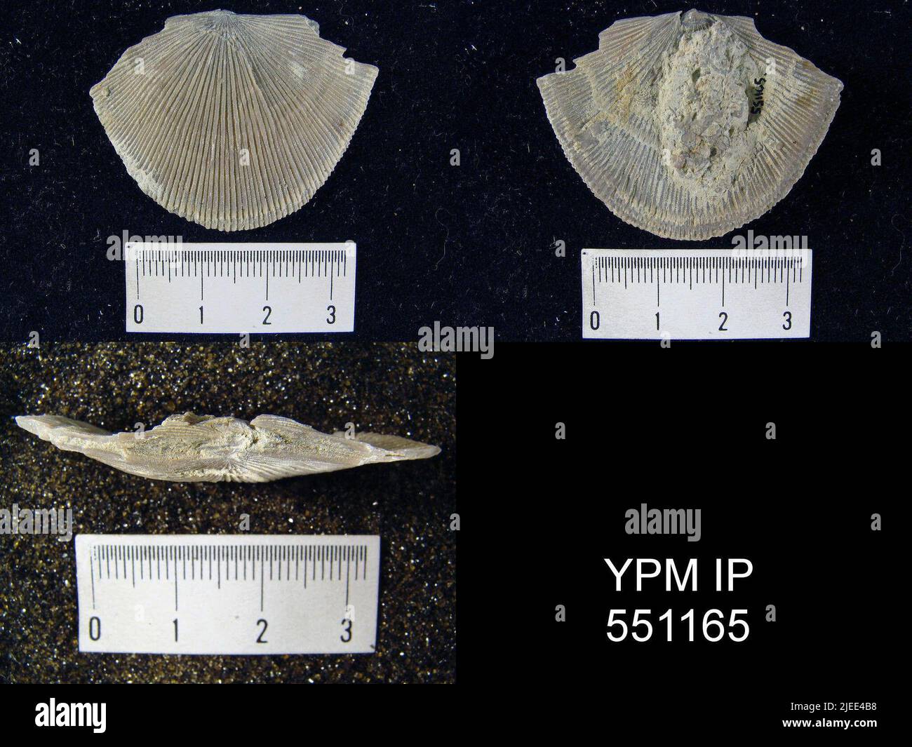 Schuchertella subplana conrad animalia hi-res stock photography and ...