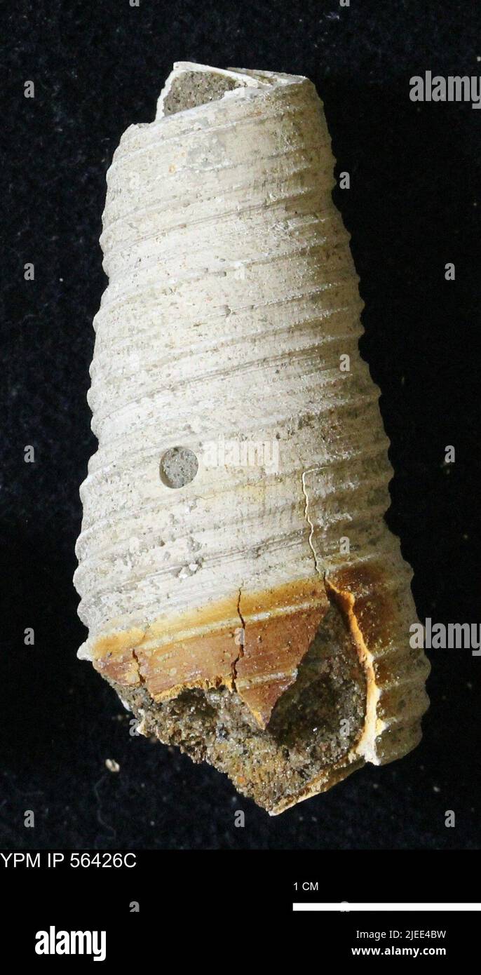 Turritella sp animalia hi-res stock photography and images - Alamy